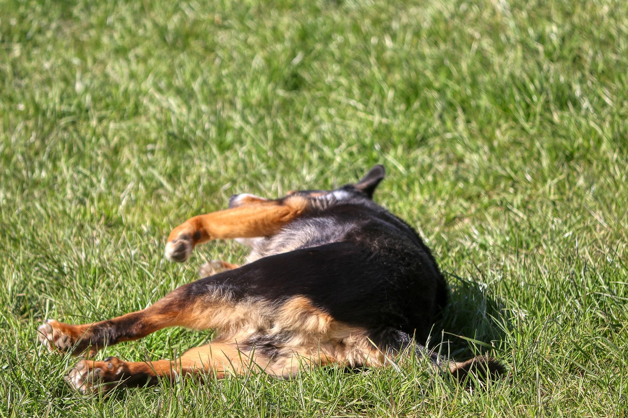 Cachorro Prado Animal - Foto gratuita no Pixabay - Pixabay