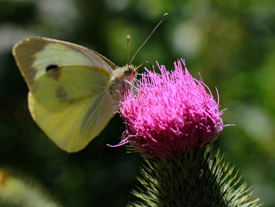 Schmetterling Falter Gelb - Kostenloses Foto auf Pixabay