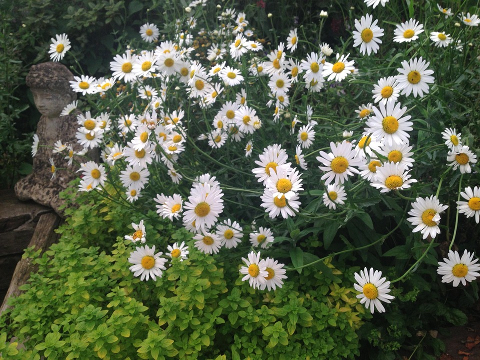 Daisy Putih Bunga-Bunga Bunga - Foto gratis di Pixabay - Pixabay
