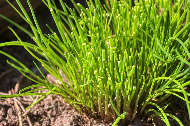 Ciboulette Jardin Plante - Photo gratuite sur Pixabay - Pixabay