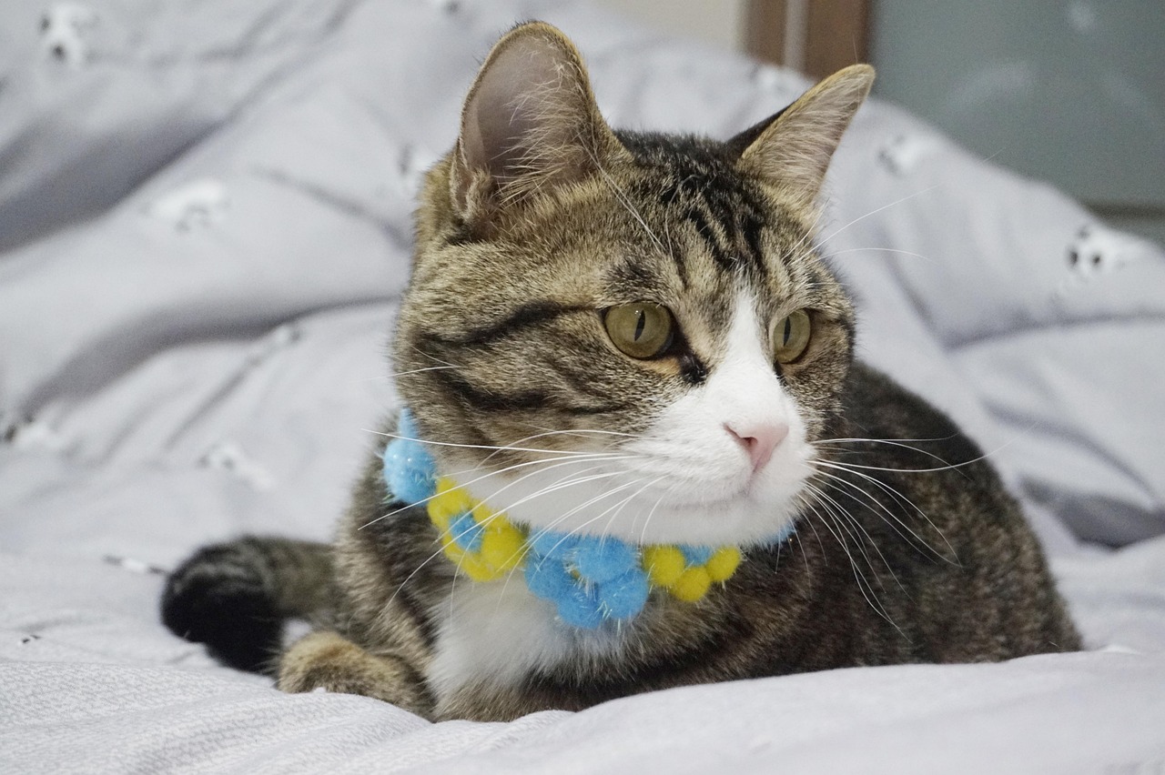 Cat Beloved Pet - Free photo on Pixabay - Pixabay