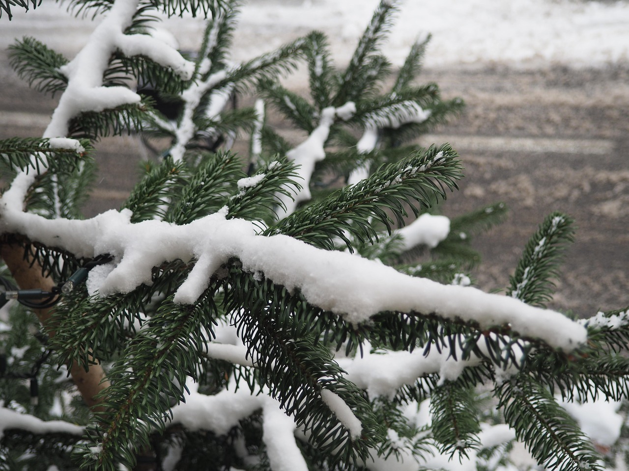 Neige Vert Plantes - Photo gratuite sur Pixabay - Pixabay