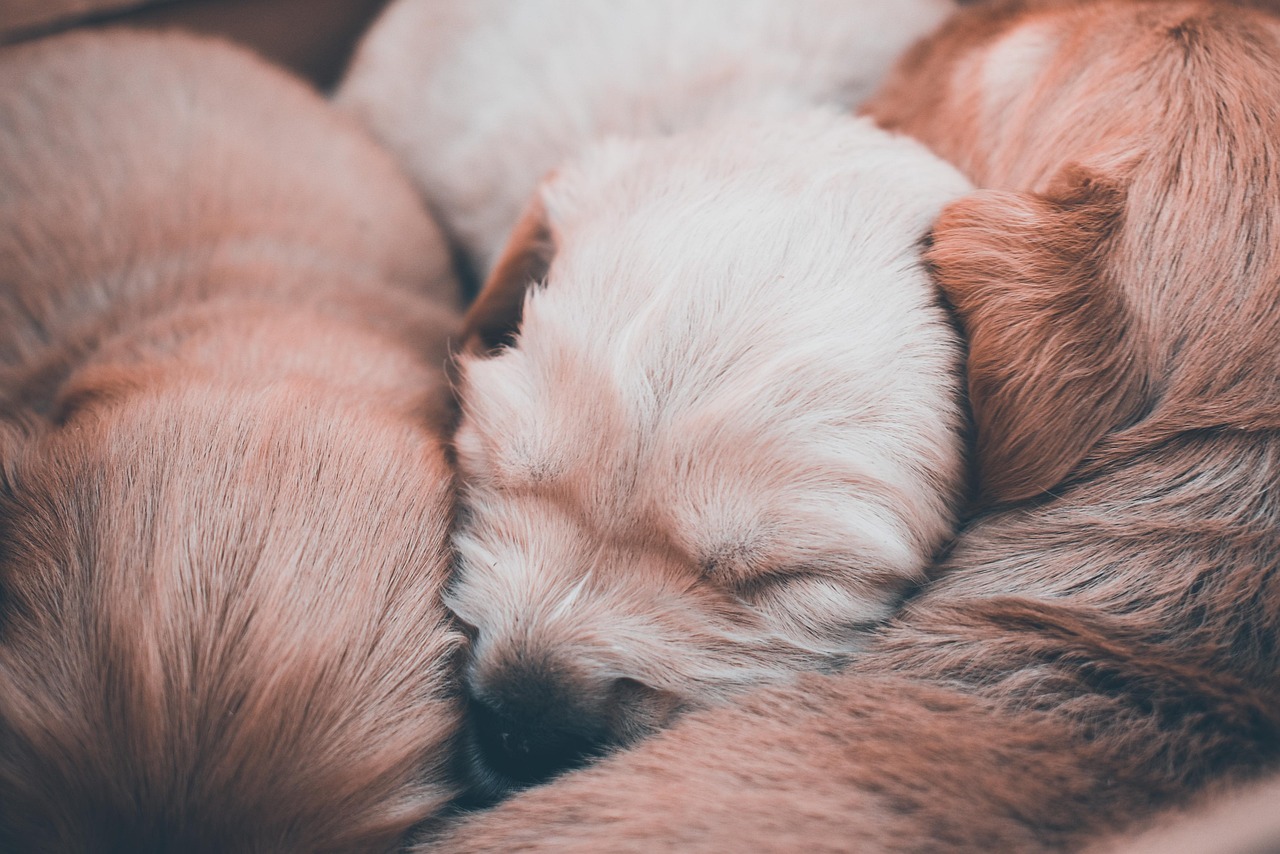 Dogs Pupies Animals - Free photo on Pixabay