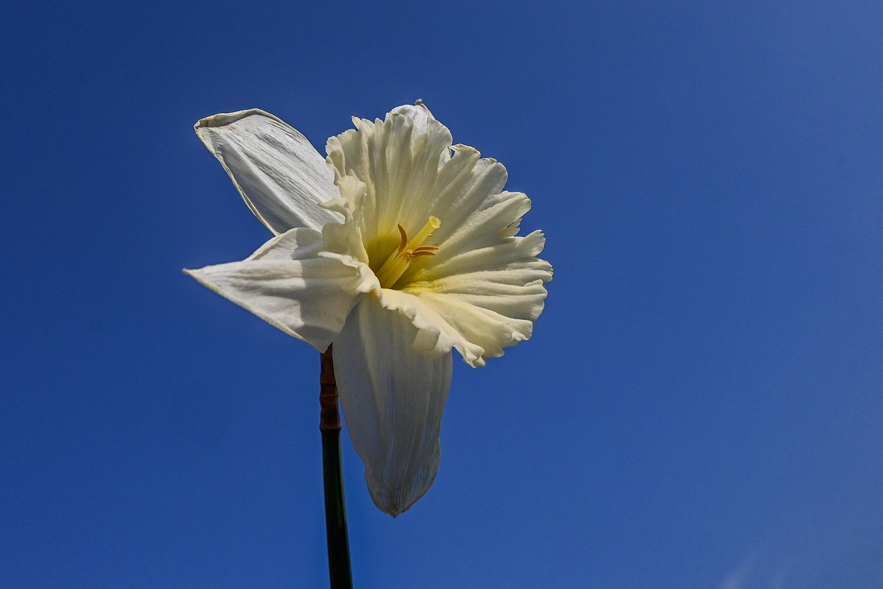 Flor Da Primavera Jardim Natureza - Foto gratuita no Pixabay - Pixabay