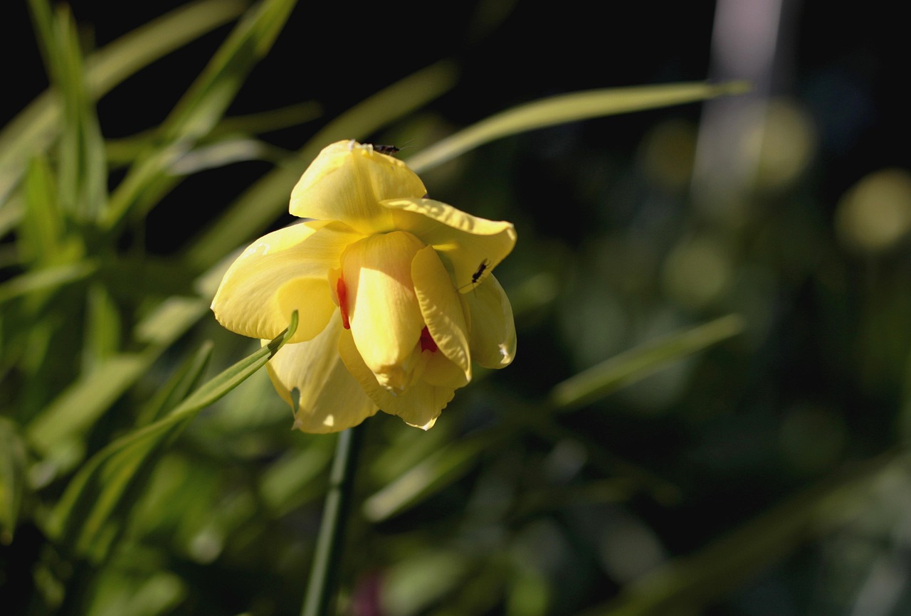 Narcissus Thahiti Narcis - Free photo on Pixabay