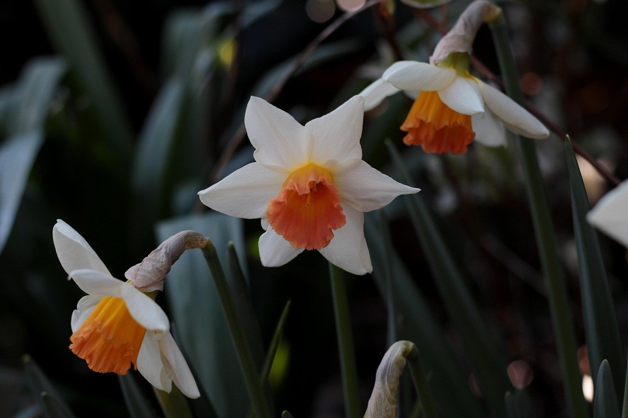 Narciso Rosa Charme Branco Laranja - Foto gratuita no Pixabay