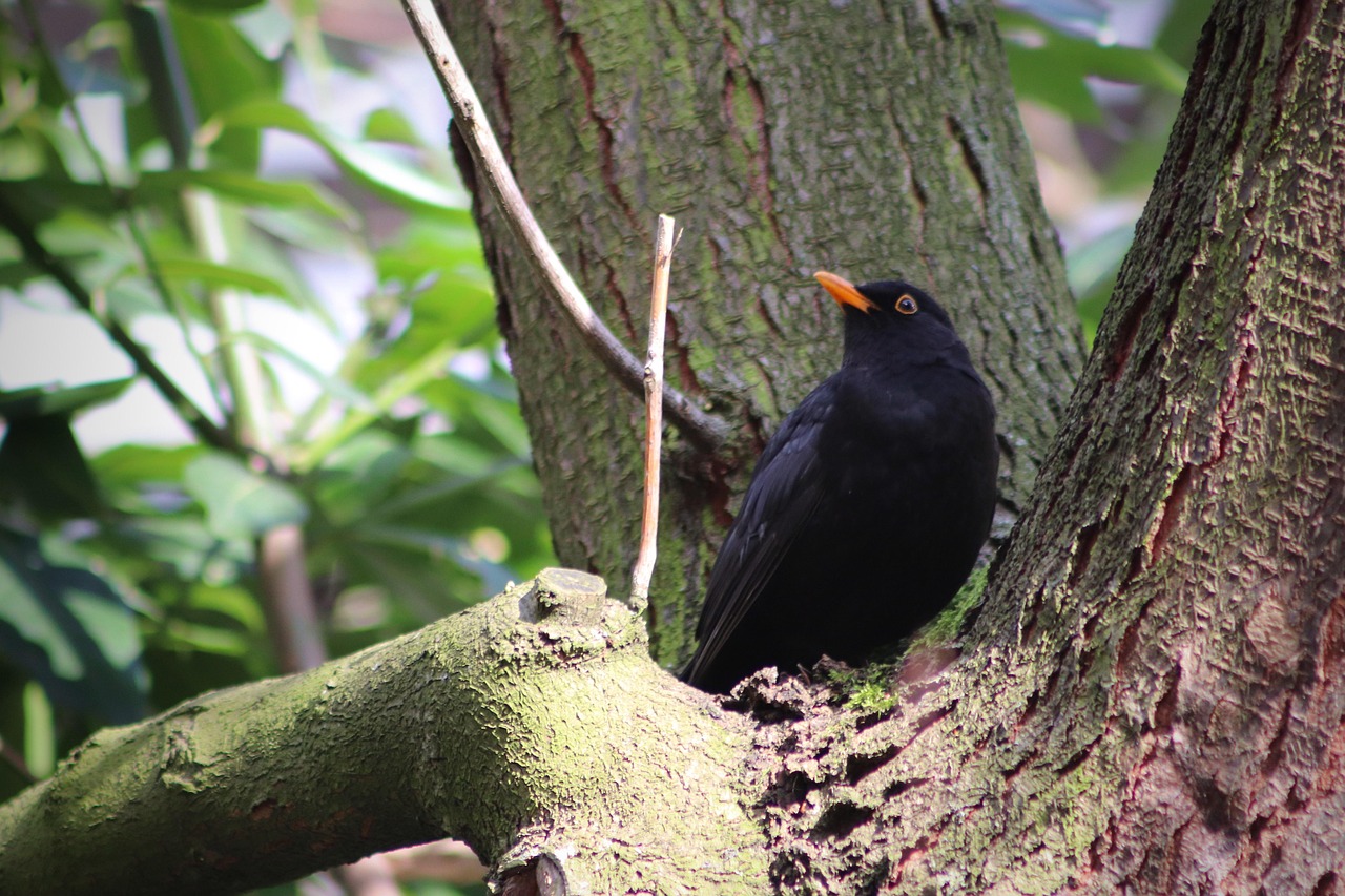 Blackbird Songbird Bird - Free photo on Pixabay - Pixabay