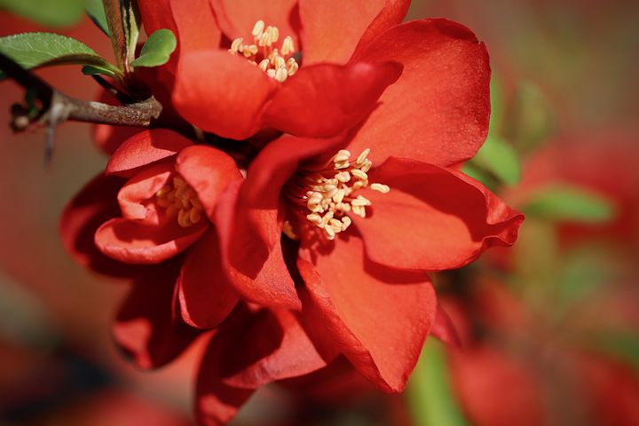 400+ Free Quince & Spring Photos