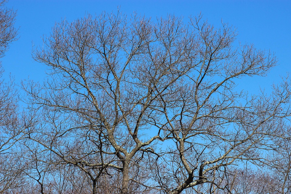 Baum Zweig Wald - Kostenloses Foto auf Pixabay - Pixabay
