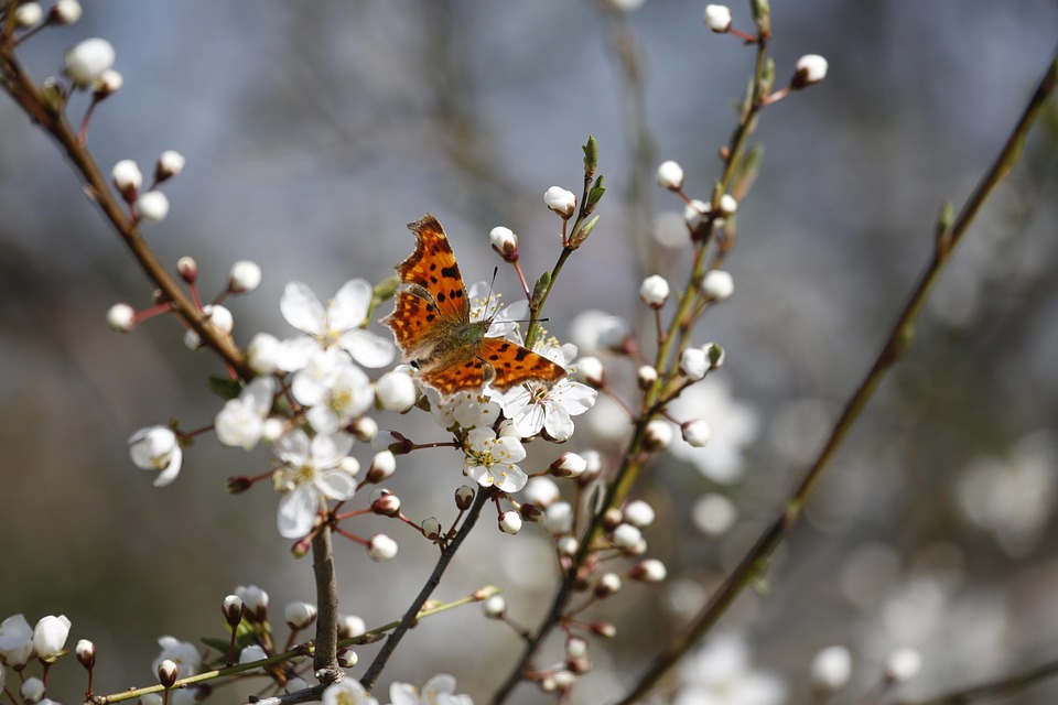 Fleurs Papillon Insecte La - Photo gratuite sur Pixabay - Pixabay