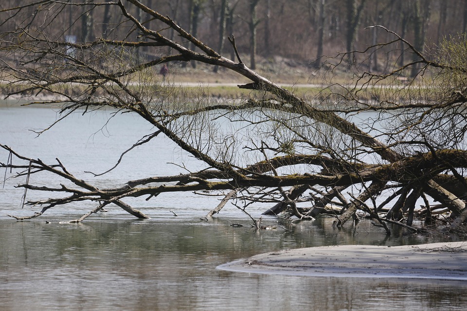 Water Tree Old Wood - Free photo on Pixabay - Pixabay