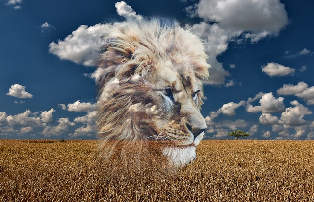 León Pradera Cielo Azul - Foto gratis en Pixabay - Pixabay