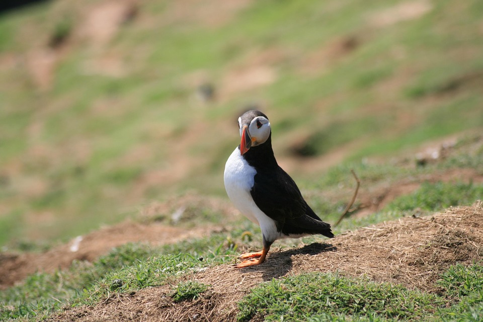 Animal Macareux Moine Oiseau - Photo gratuite sur Pixabay