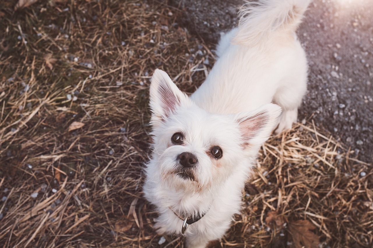 200+ Free Maltese Dog & Maltese Photos - Pixabay