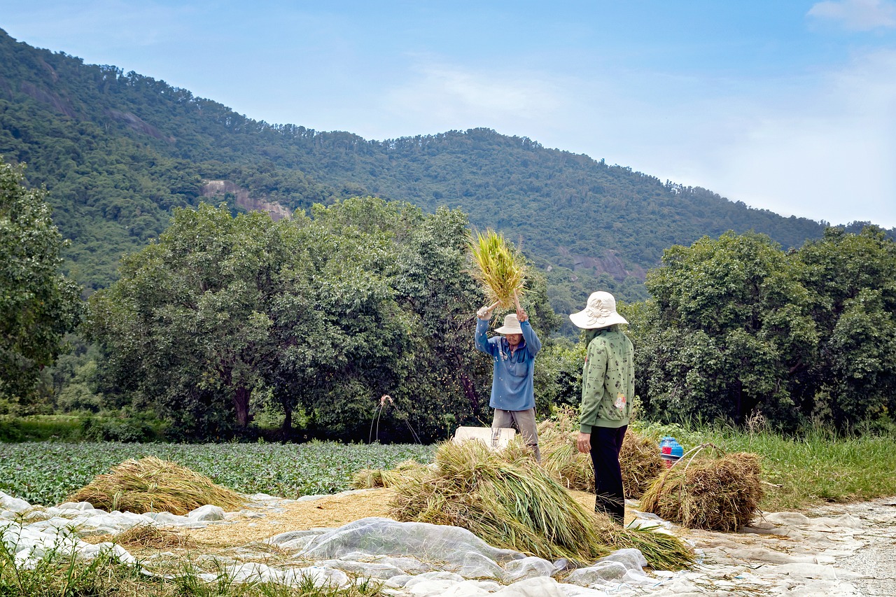 La Cosecha El Cultivo De Arroz - Foto gratis en Pixabay - Pixabay