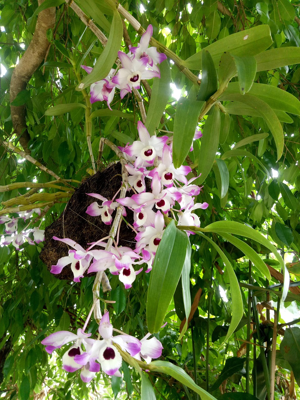 Orchidee Hoa Phong - Kostenloses Foto auf Pixabay - Pixabay