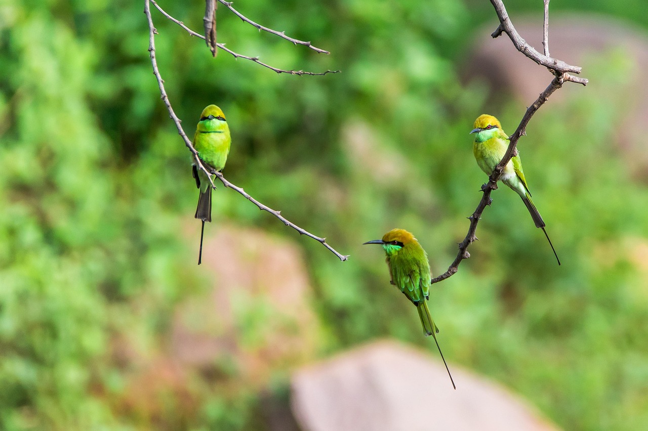Green Bee Eater India Bird - Free photo on Pixabay - Pixabay