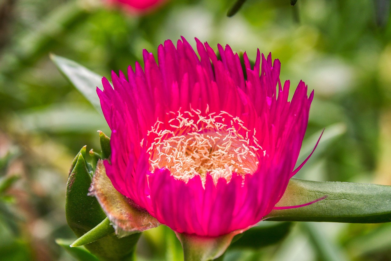 Flower The Corona Virus Beauty - Free photo on Pixabay - Pixabay