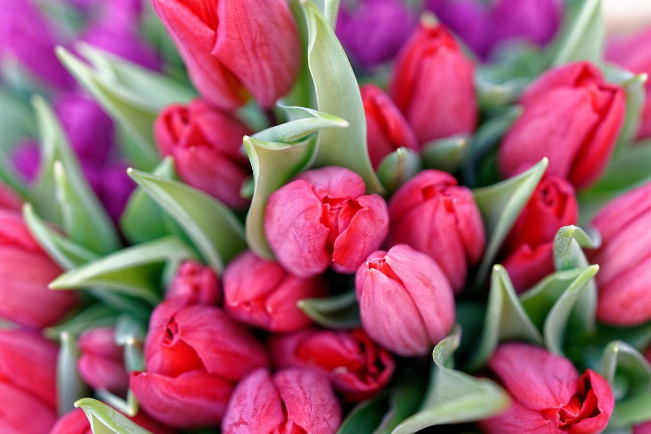 Flor Rojo Tulipanes - Foto gratis en Pixabay - Pixabay