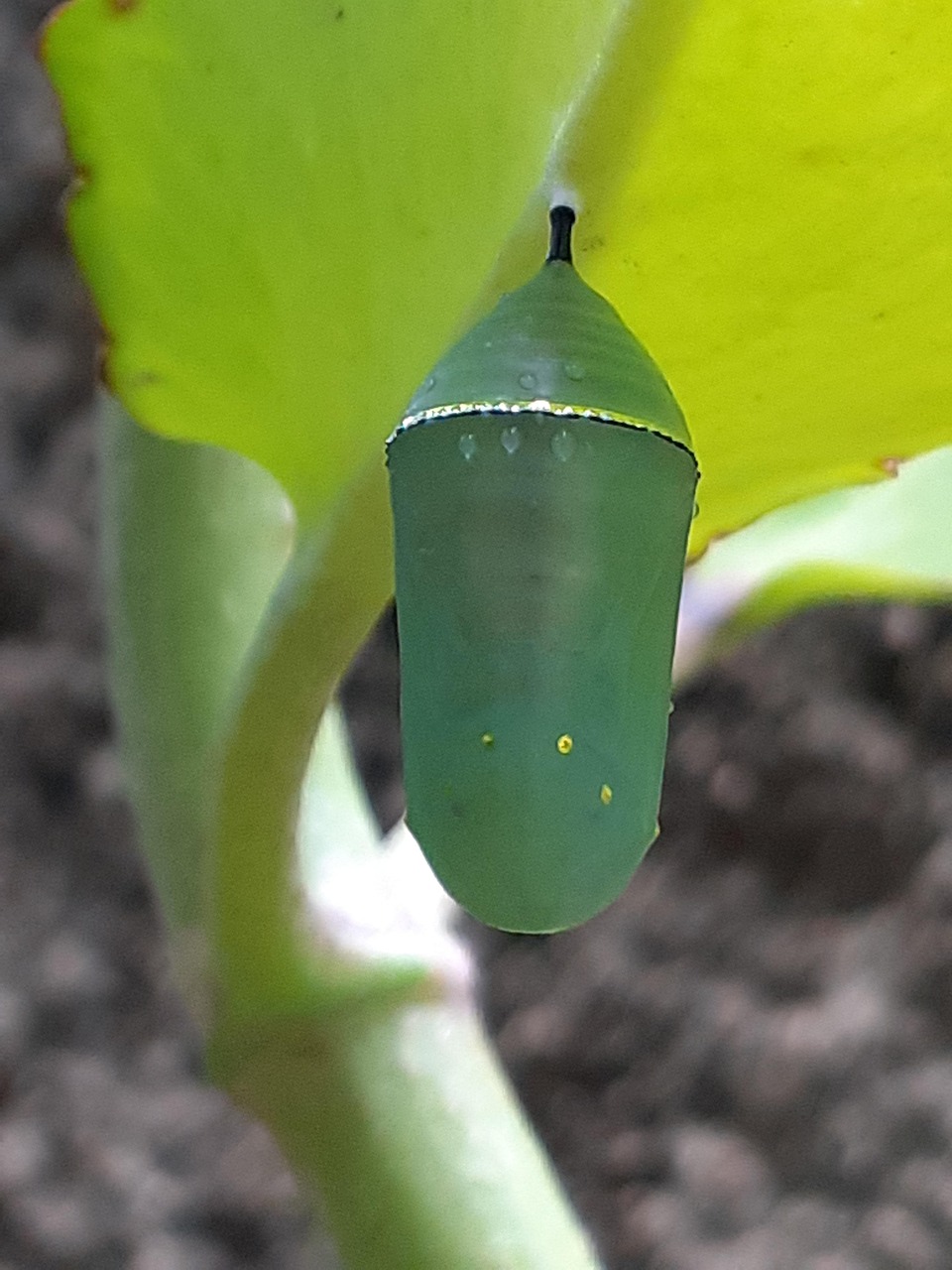 Pupa Metamorfose - Free photo on Pixabay - Pixabay