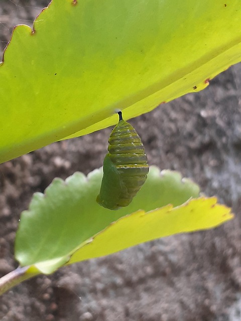 Pupa Metamorfose - Free photo on Pixabay - Pixabay