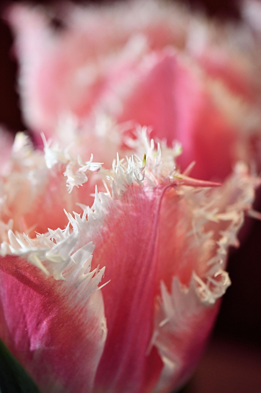 Merah Jambu Putih Bunga Tulp - Foto gratis di Pixabay - Pixabay