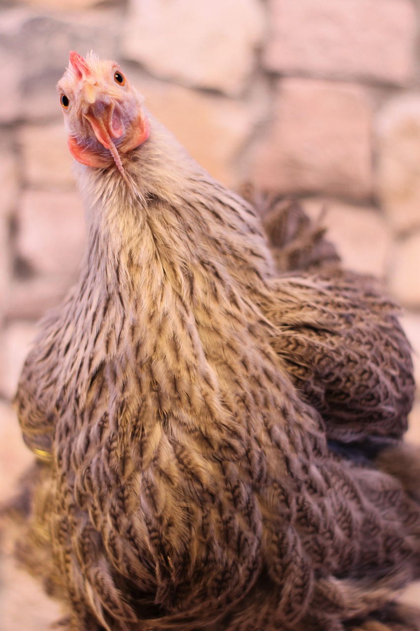 Chicken Hen Poultry - Free photo on Pixabay - Pixabay