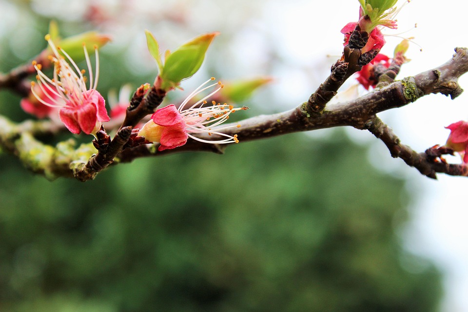 Garden Spring Close Up - Free photo on Pixabay - Pixabay