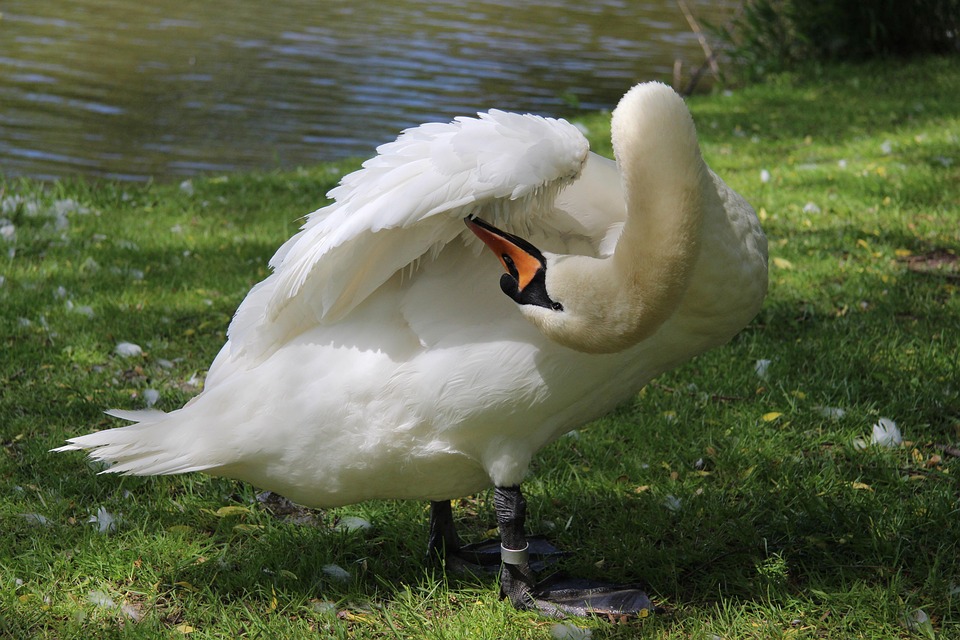 Swan Bird Water - Free photo on Pixabay - Pixabay