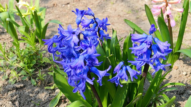 Jacinthes Fleurs Bleu - Photo gratuite sur Pixabay - Pixabay