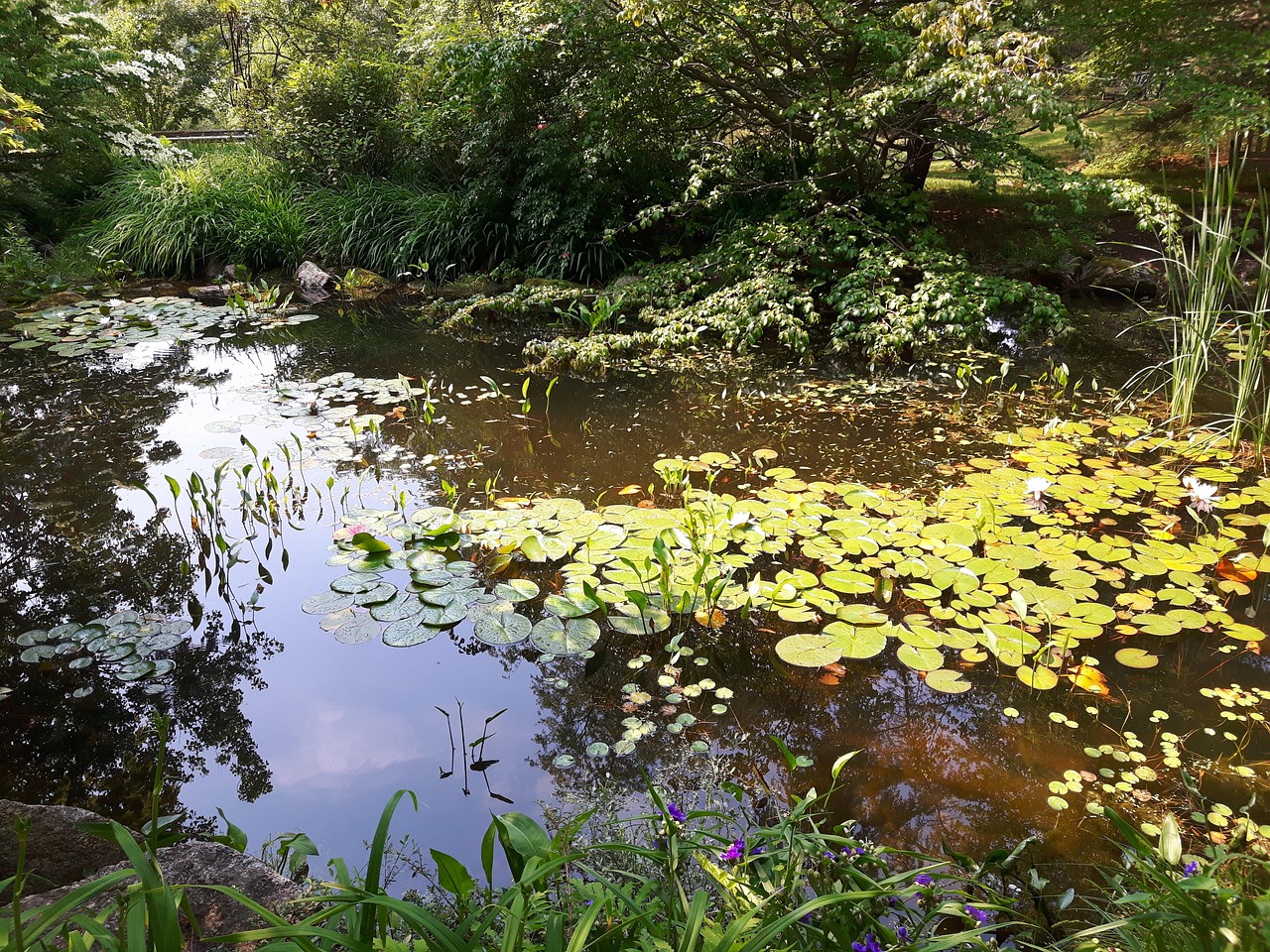 Pond Nature - Free photo on Pixabay - Pixabay