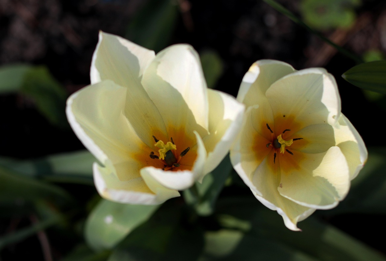 Tulipa Fosteriana Purissima - Ingyenes fotó a Pixabay-en - Pixabay