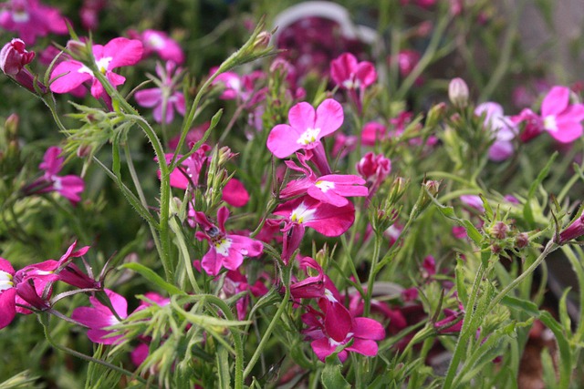 Lobelia Flowers Purple - Free photo on Pixabay - Pixabay