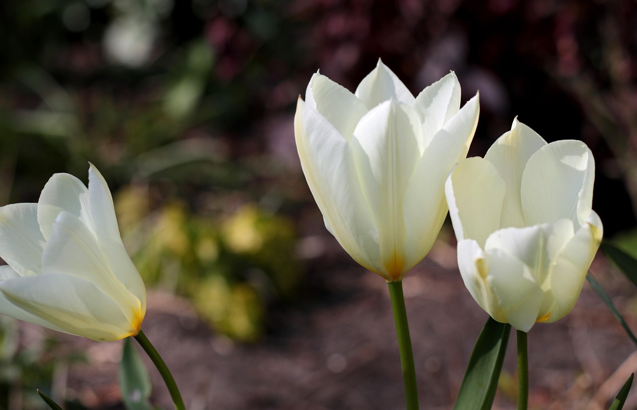 Tulipa Fostestiana Purissima - Free photo on Pixabay - Pixabay