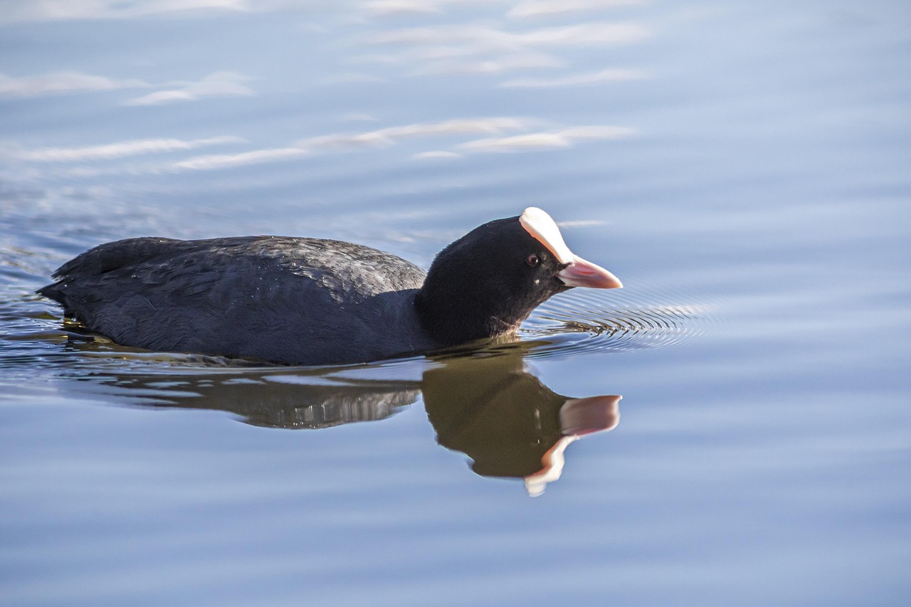 Eurasian Coot Fulica Atra Bird - Free photo on Pixabay