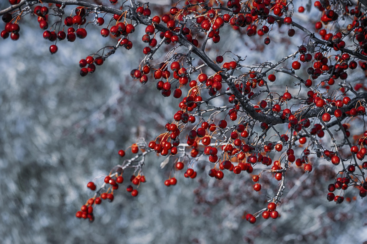 Berries Fruits Plant - Free photo on Pixabay