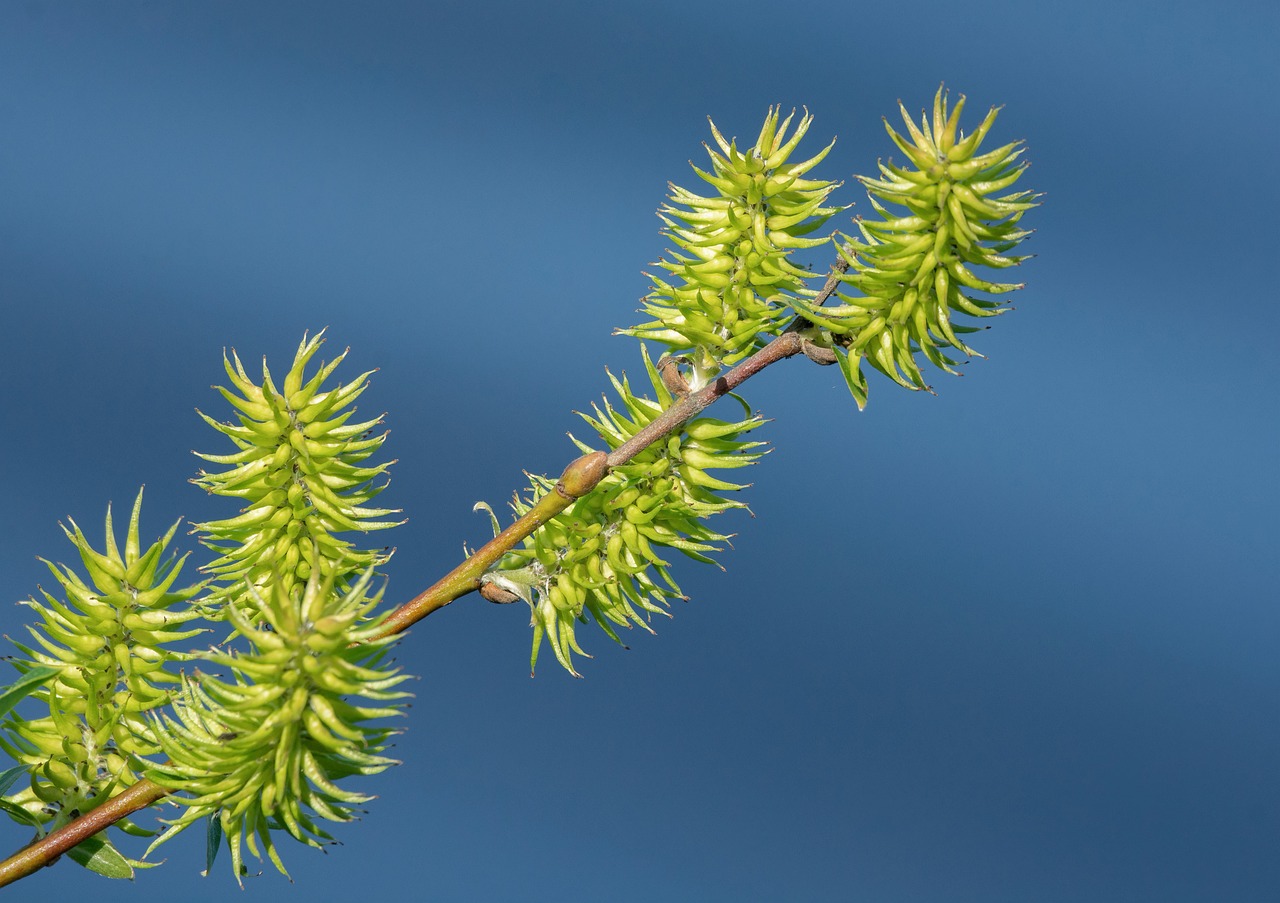 Rama Verde Árbol - Foto gratis en Pixabay - Pixabay