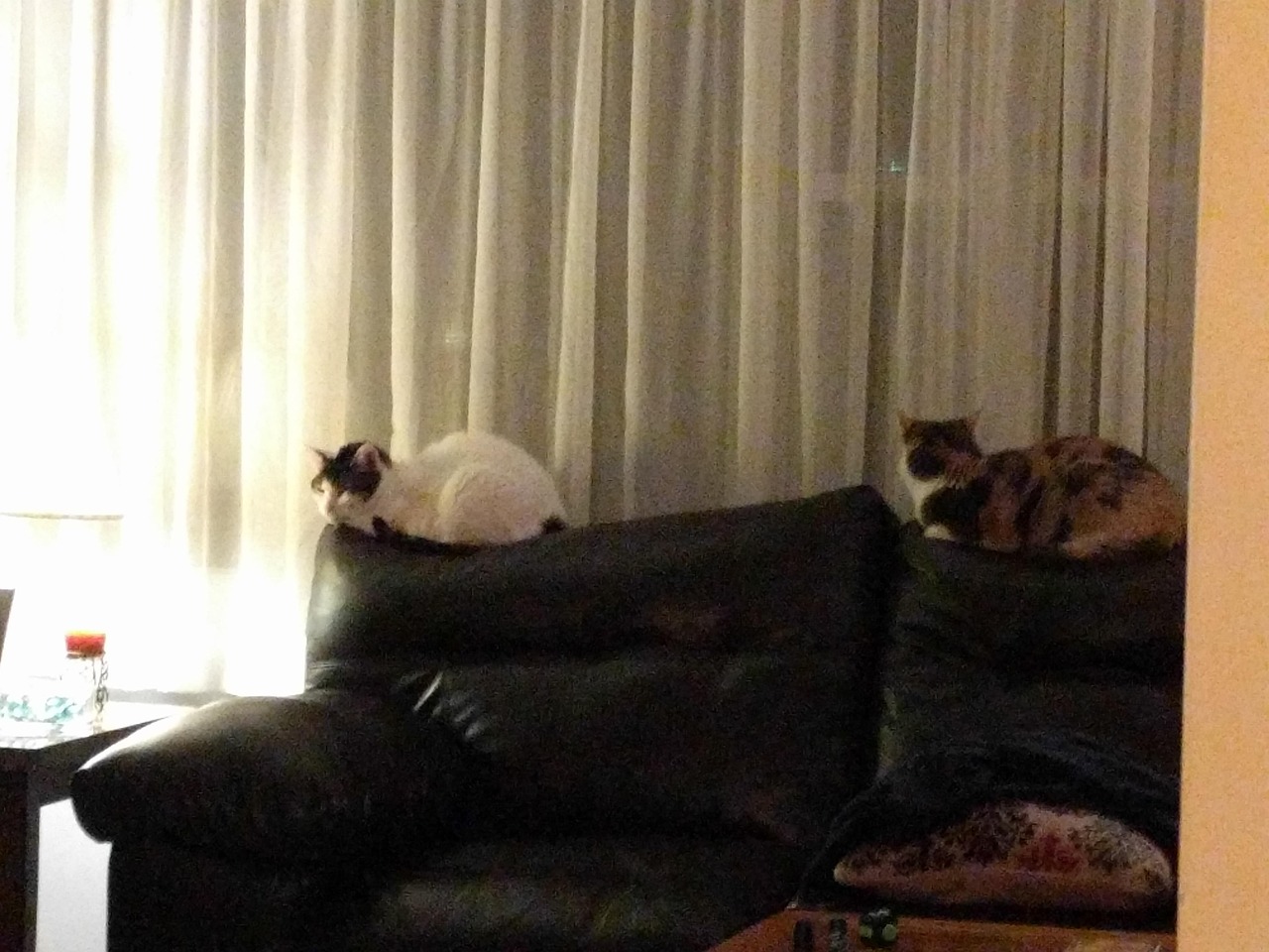 Social Distancing Cats Couch - Free photo on Pixabay - Pixabay