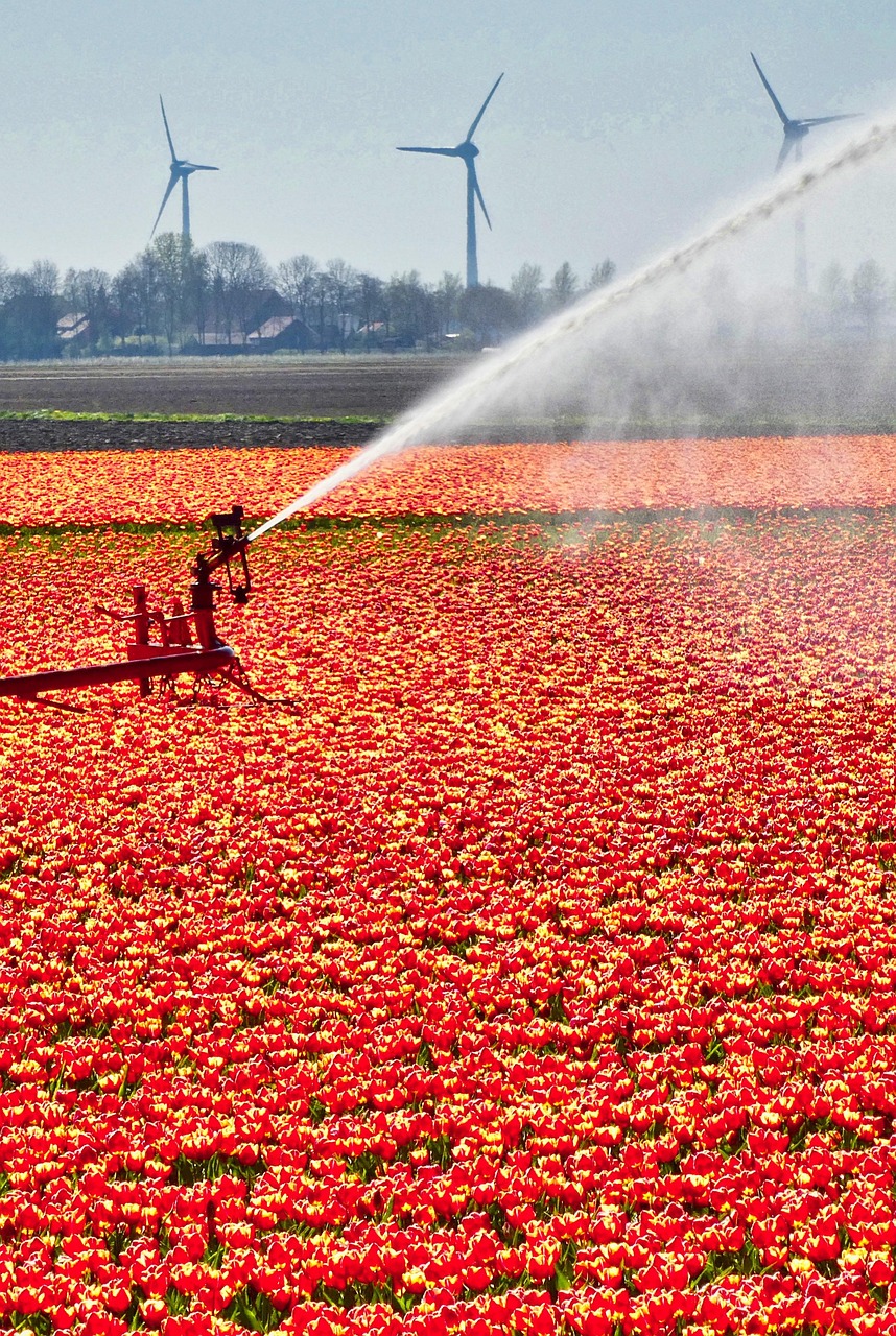 Tulips Spray Red - Free photo on Pixabay - Pixabay