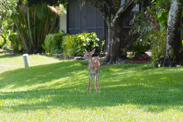 Florida Deer Faun - Free photo on Pixabay - Pixabay