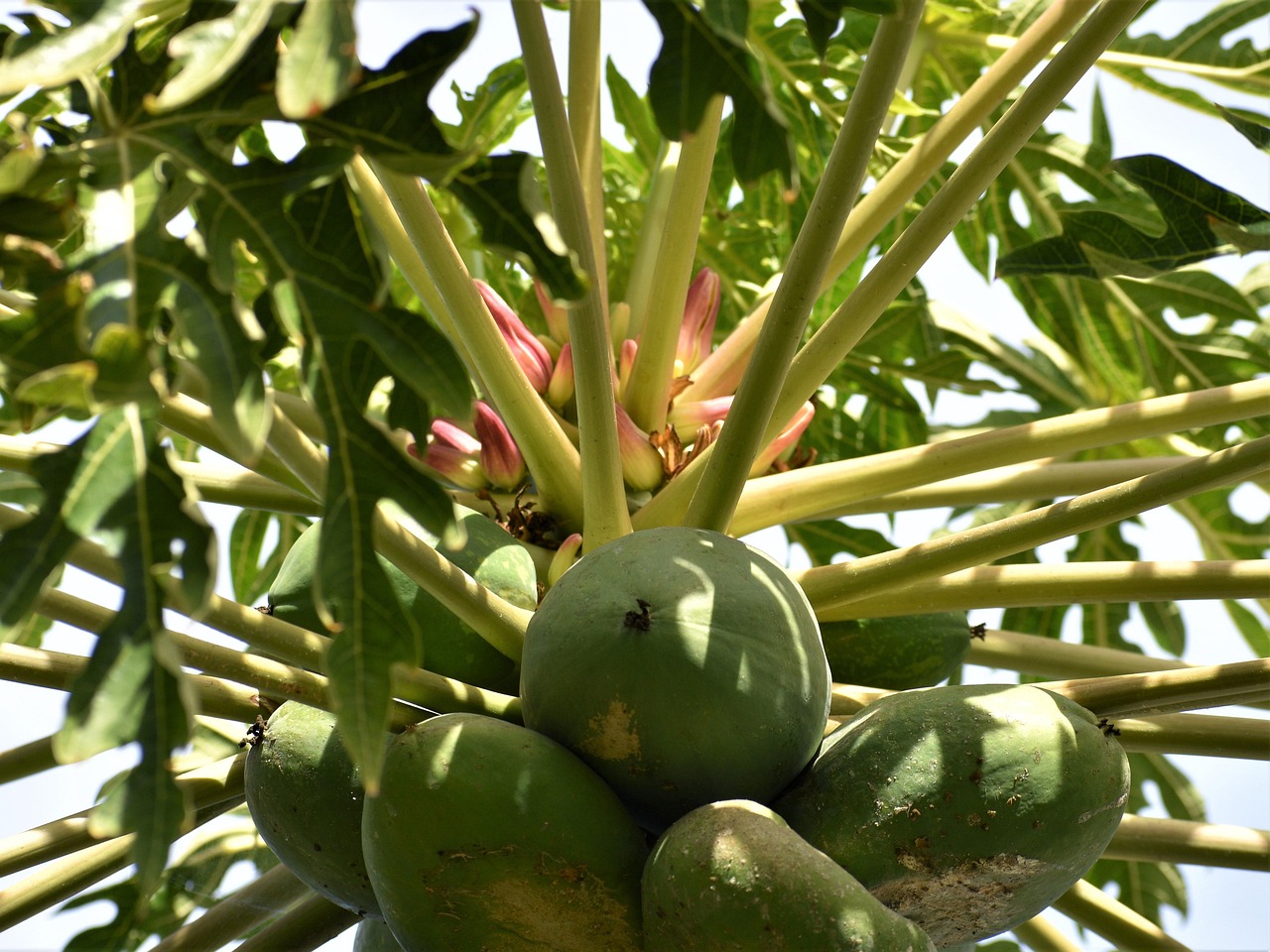 Papaye Fruit Fleurir - Photo gratuite sur Pixabay - Pixabay