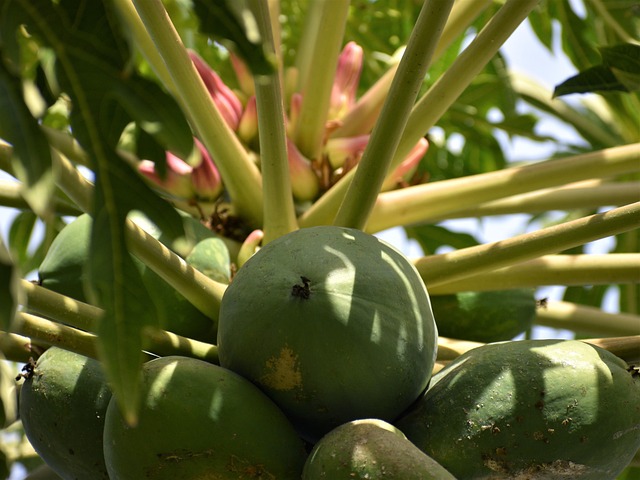 Papaye Fruit Fleurir - Photo gratuite sur Pixabay - Pixabay