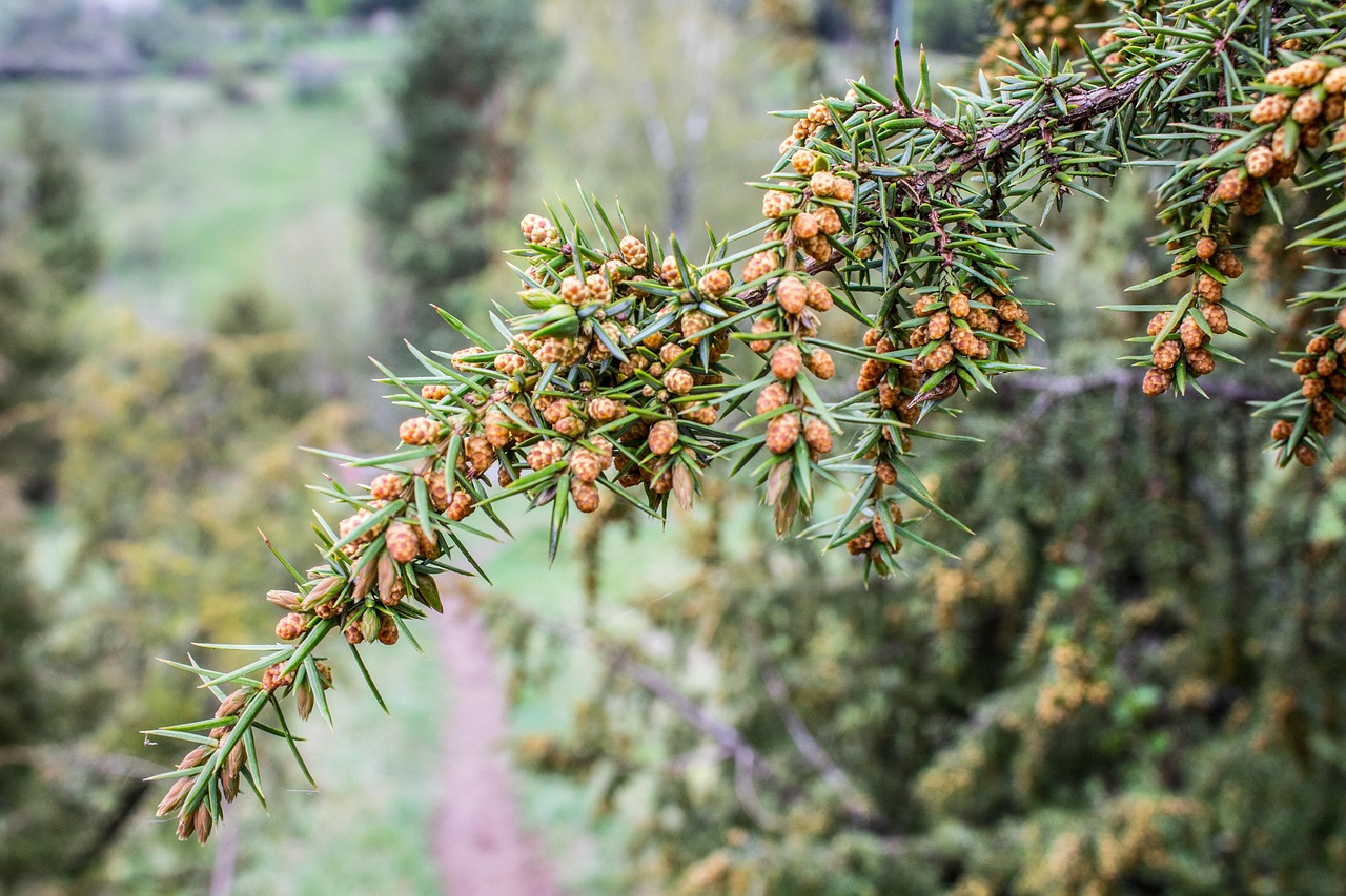 Over 100 gratis billeder for Enebær og Natur - Pixabay