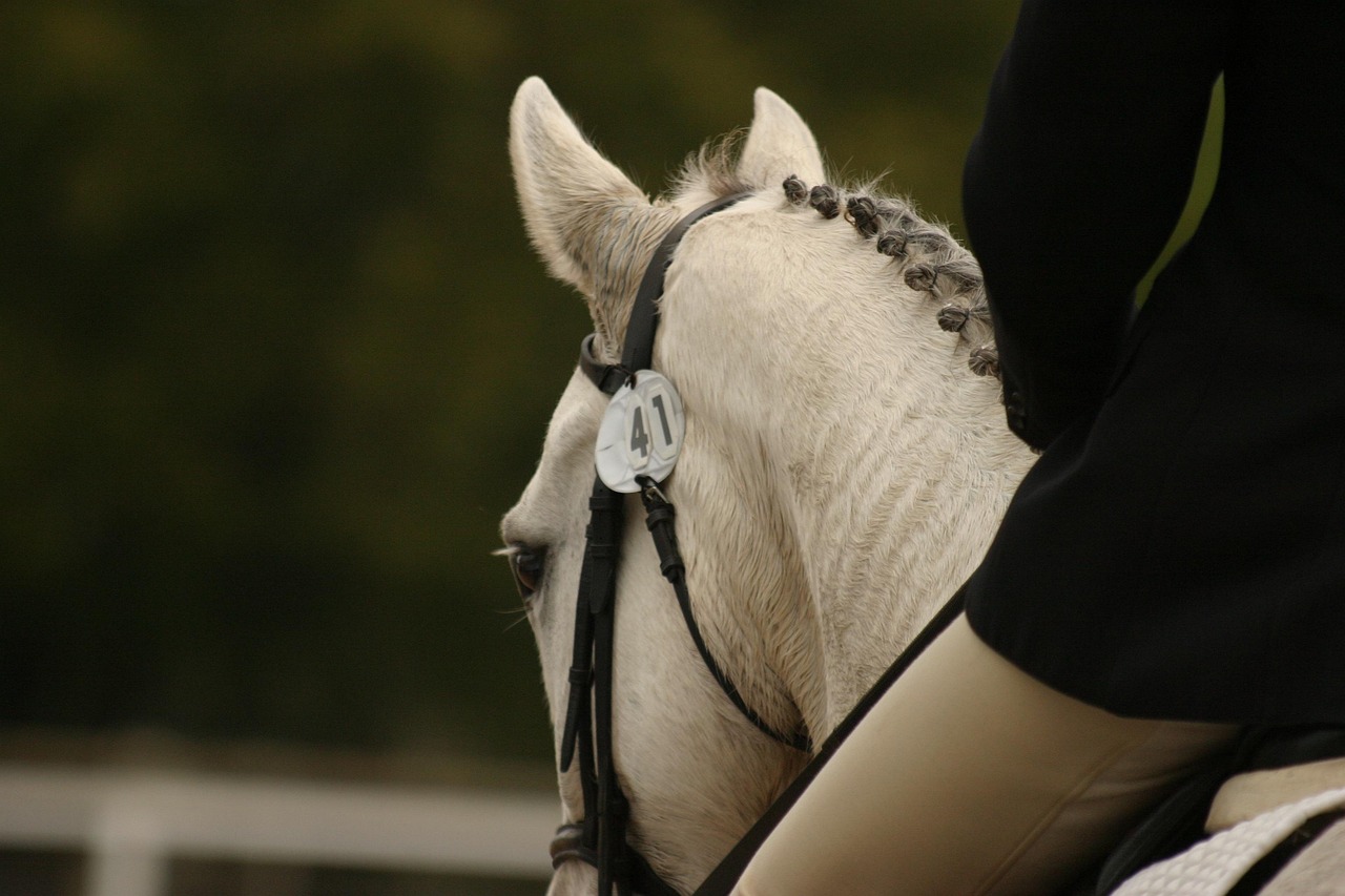 200+ Free Dressage & Horse Images - Pixabay