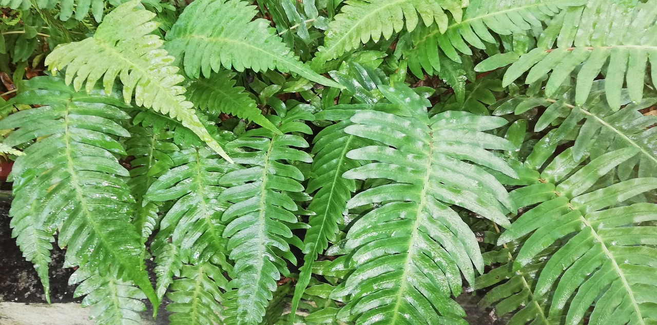 Planta Samambaia - Foto gratuita no Pixabay - Pixabay