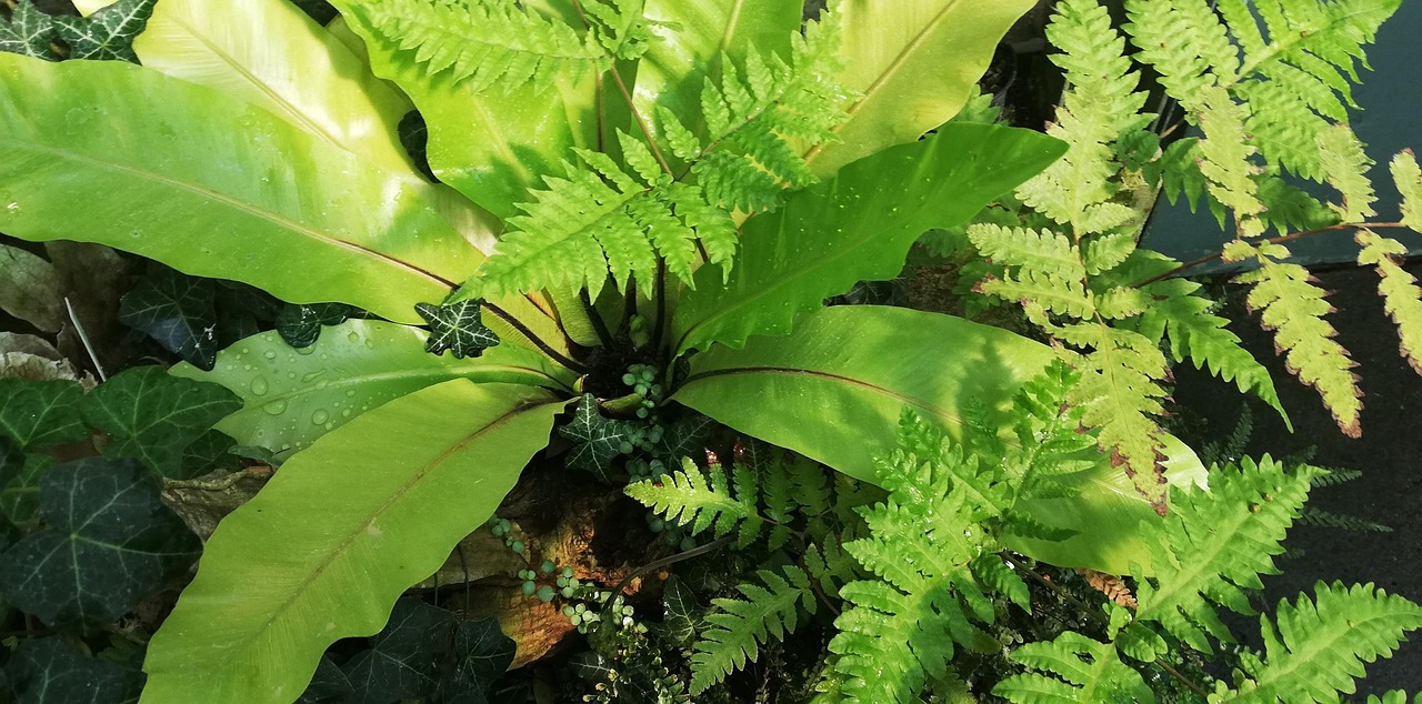 Planta Samambaia - Foto gratuita no Pixabay - Pixabay