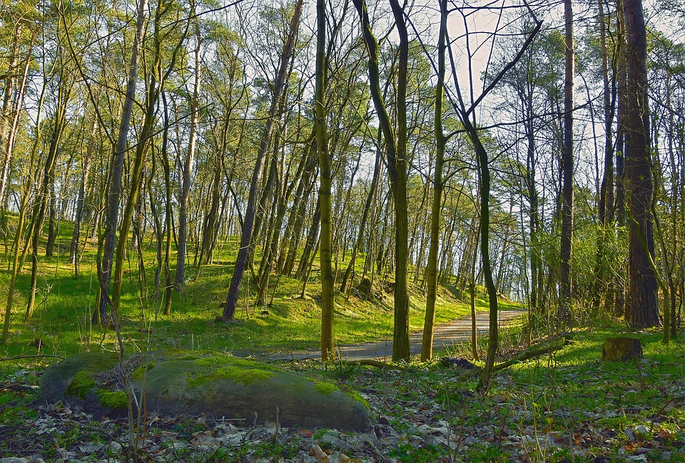 Forest Boulder Stone - Free photo on Pixabay - Pixabay