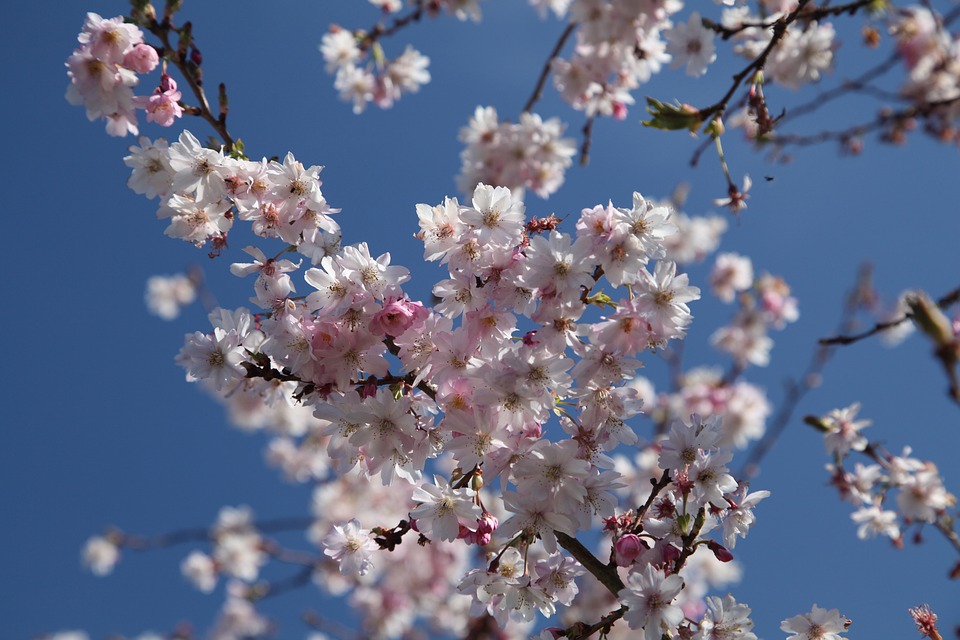 Kirschblüte Frühling Natur - Kostenloses Foto auf Pixabay