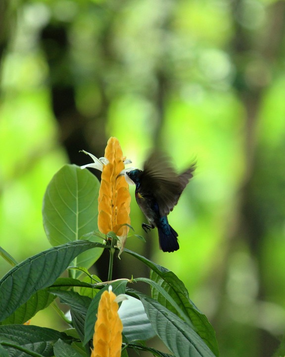 Kerala India Pájaro Del Sol Loten - Foto gratis en Pixabay - Pixabay