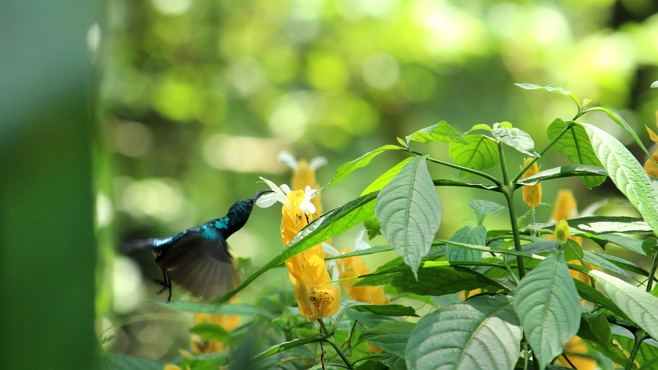 Kerala India Pájaro Del Sol Loten - Foto gratis en Pixabay - Pixabay
